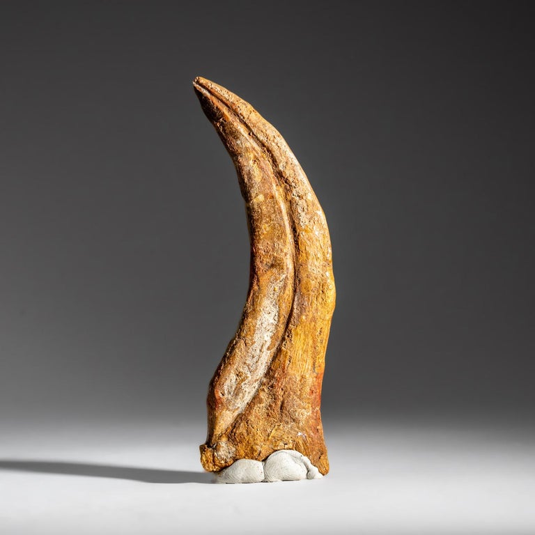 Genuine Natural Spinosaurus Foot Claw For Sale at 1stDibs