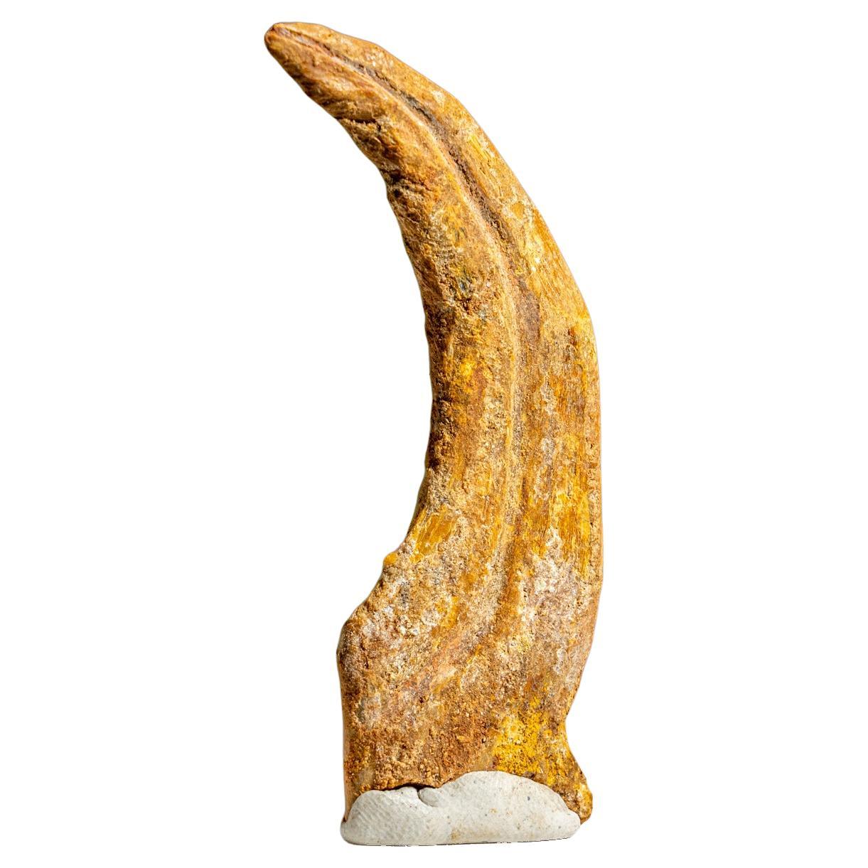 Genuine Natural Spinosaurus Foot Claw For Sale at 1stDibs
