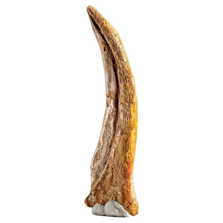 Genuine Natural Spinosaurus Foot Claw For Sale at 1stDibs