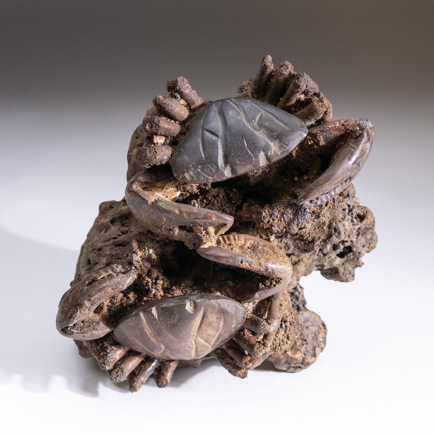 Natural and Genuine Xantho, 'Lophoxanthus' Crabs Fossil from Indonesia ...
