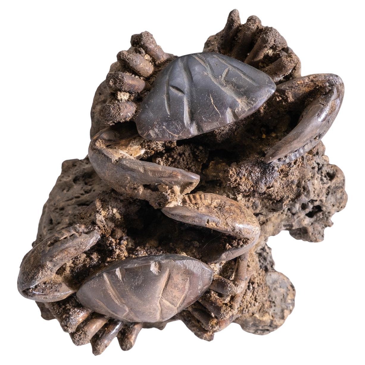 Fossil Crab in Travertine from Anatolia, South of Turkey, Pleistocene ...