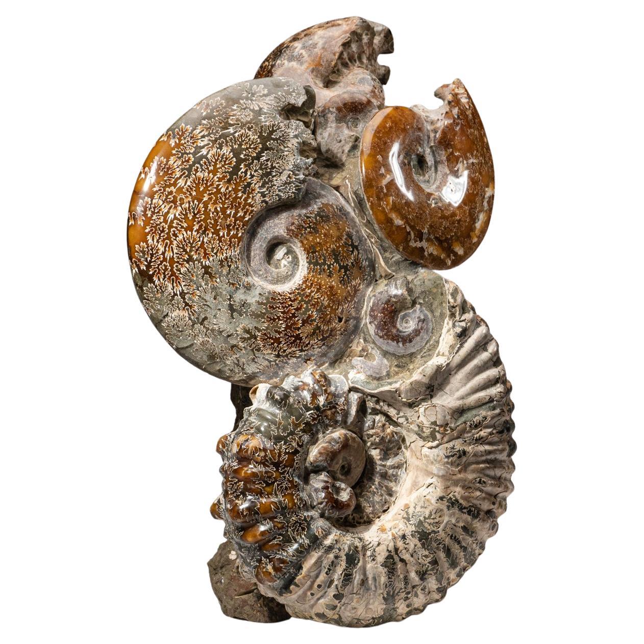 Genuine Natural Fossilized Ammonite Cluster (4.5 lbs) For Sale at 1stDibs