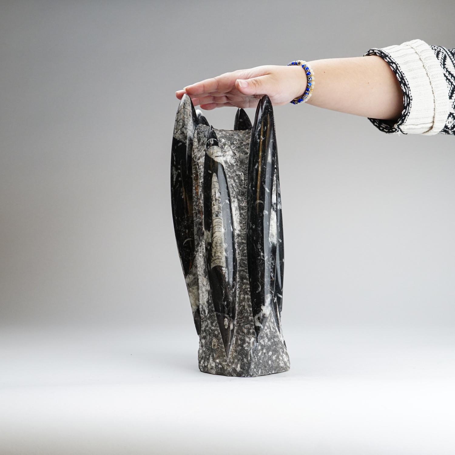 Genuine Polished Orthoceras Fossil Statue, '23 Lbs' For Sale at 1stDibs