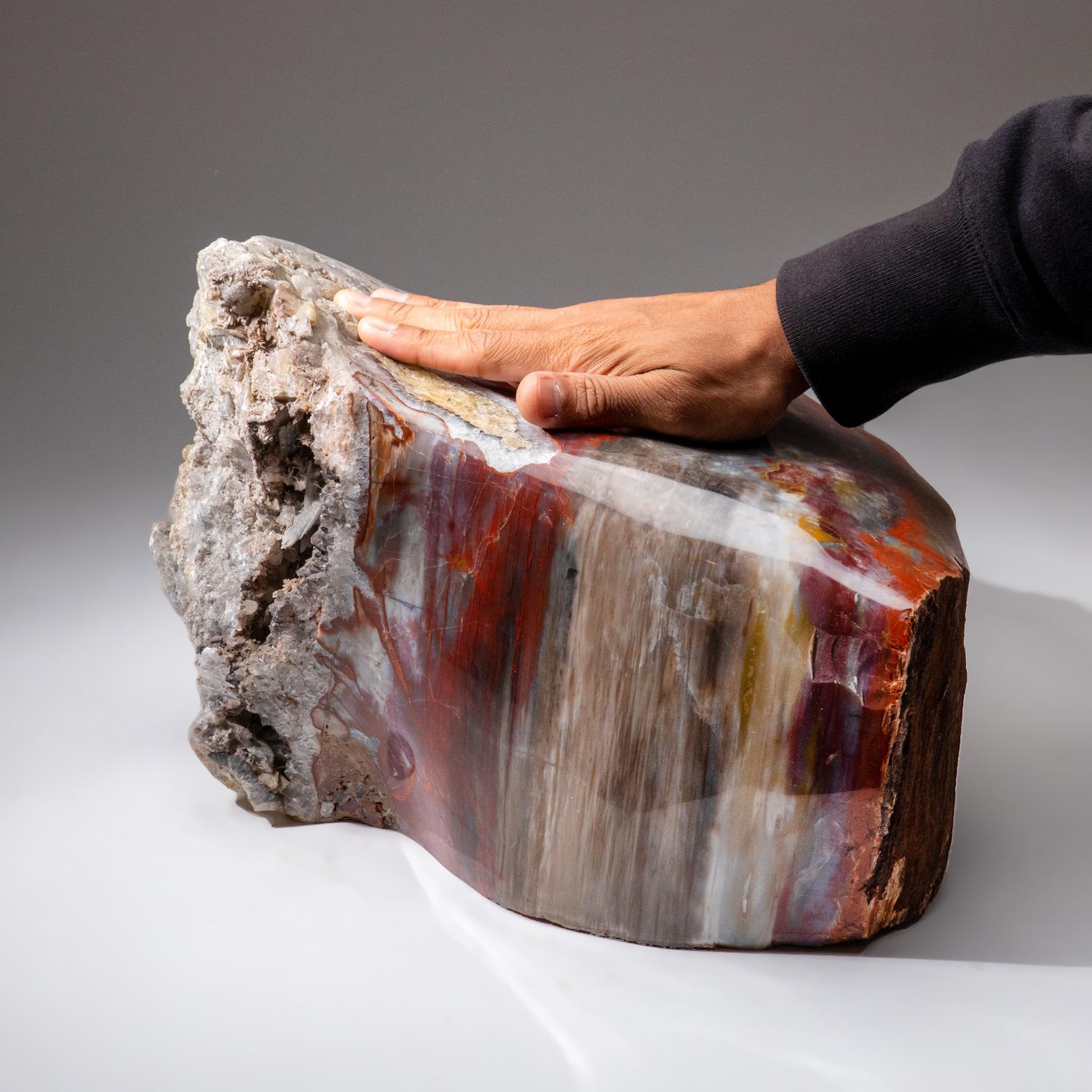 Genuine Polished Petrified Wood Stump (66 lbs) For Sale at 1stDibs
