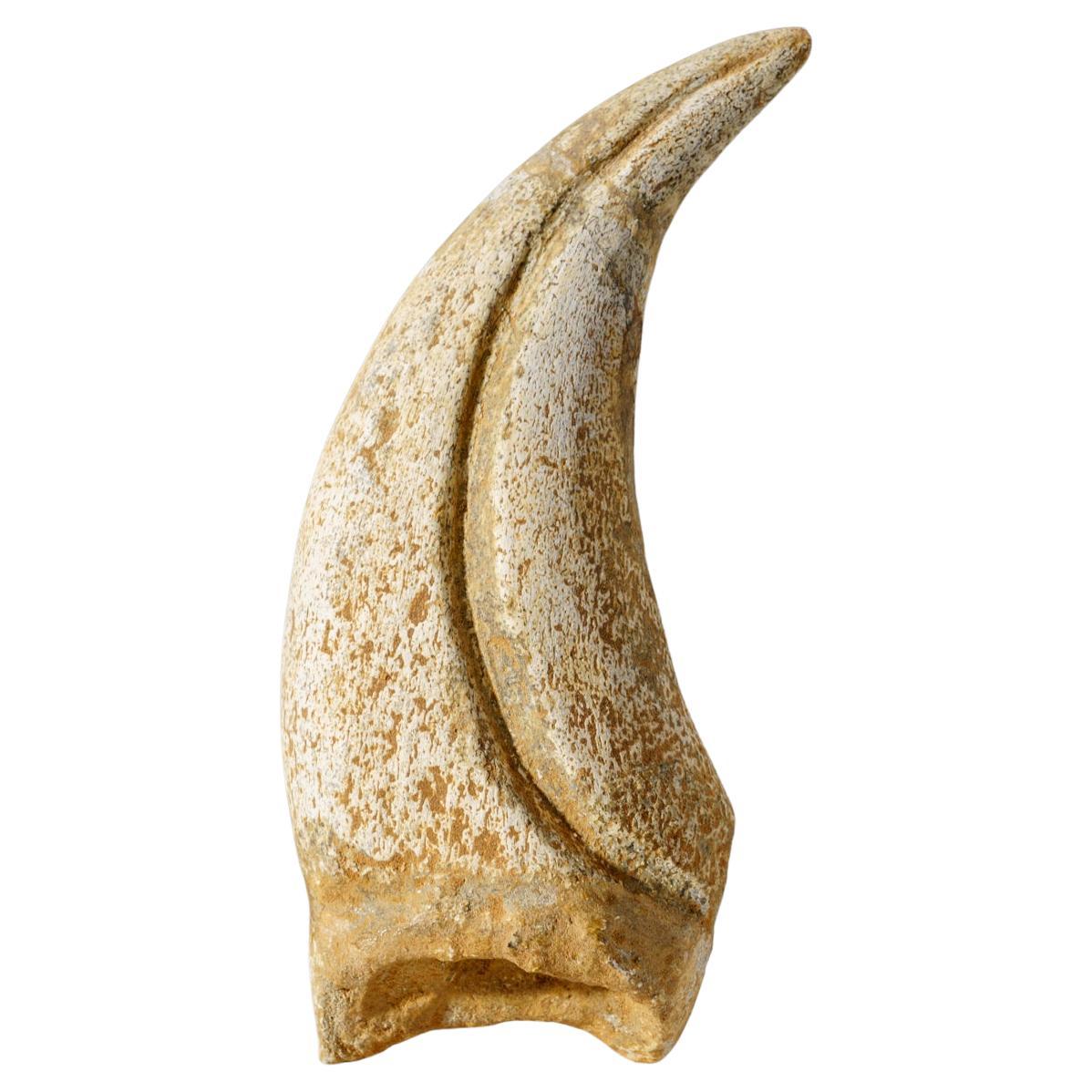 Genuine Spinosaurus Claw in Display Case (419.1 grams) For Sale at 1stDibs