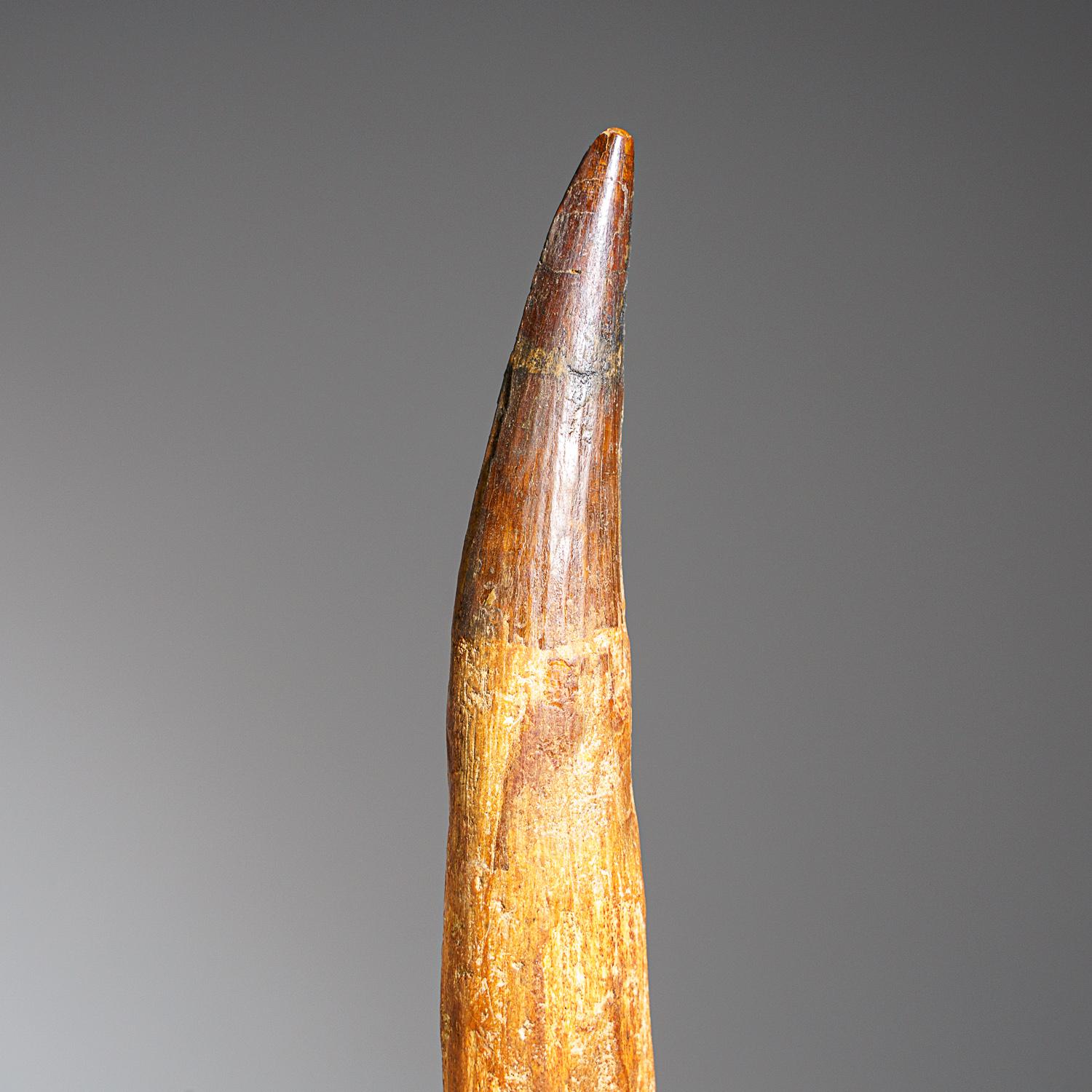 Genuine Spinosaurus Dinosaur Tooth (68.2 grams) For Sale at 1stDibs ...