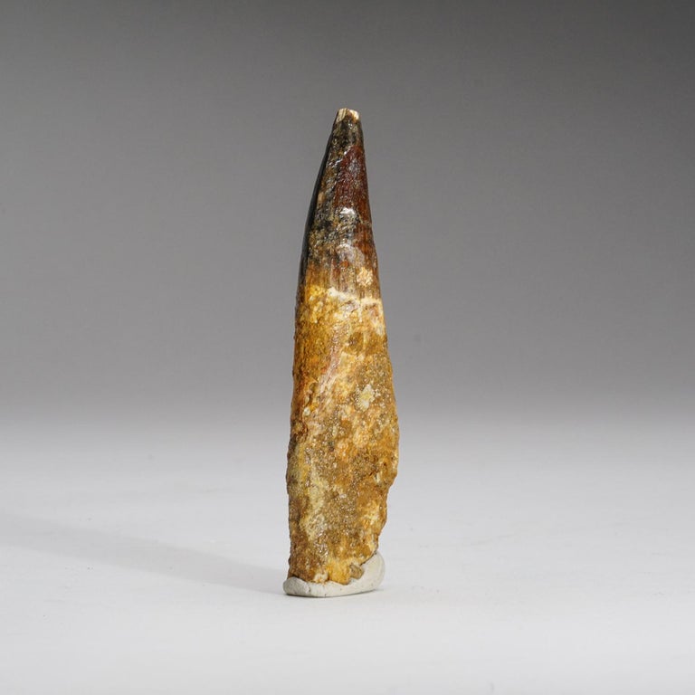 Authentic Spinosaurus Dinosaur Tooth in Display Box ("1 x .5" x 4", 34 ...