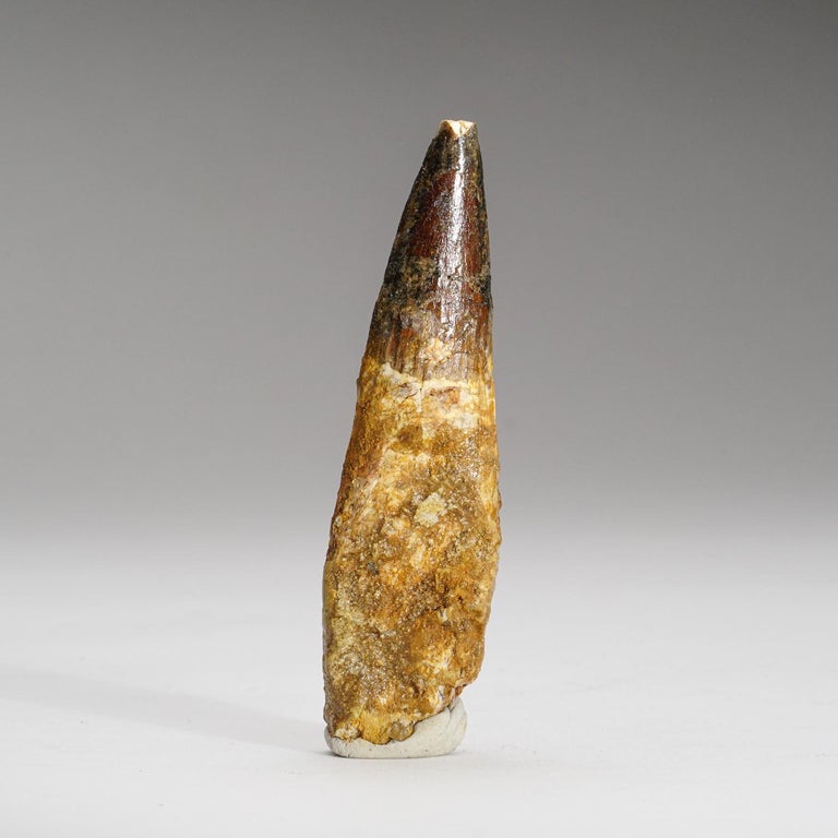 Authentic Spinosaurus Dinosaur Tooth in Display Box ("1 x .5" x 4", 34 ...