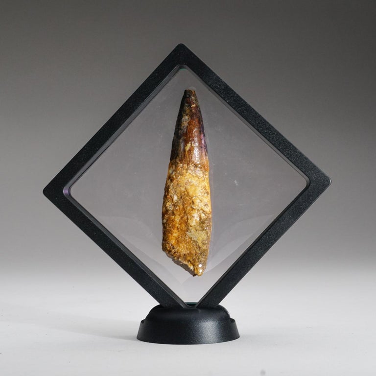 Authentic Spinosaurus Dinosaur Tooth in Display Box ("1 x .5" x 4", 34 ...