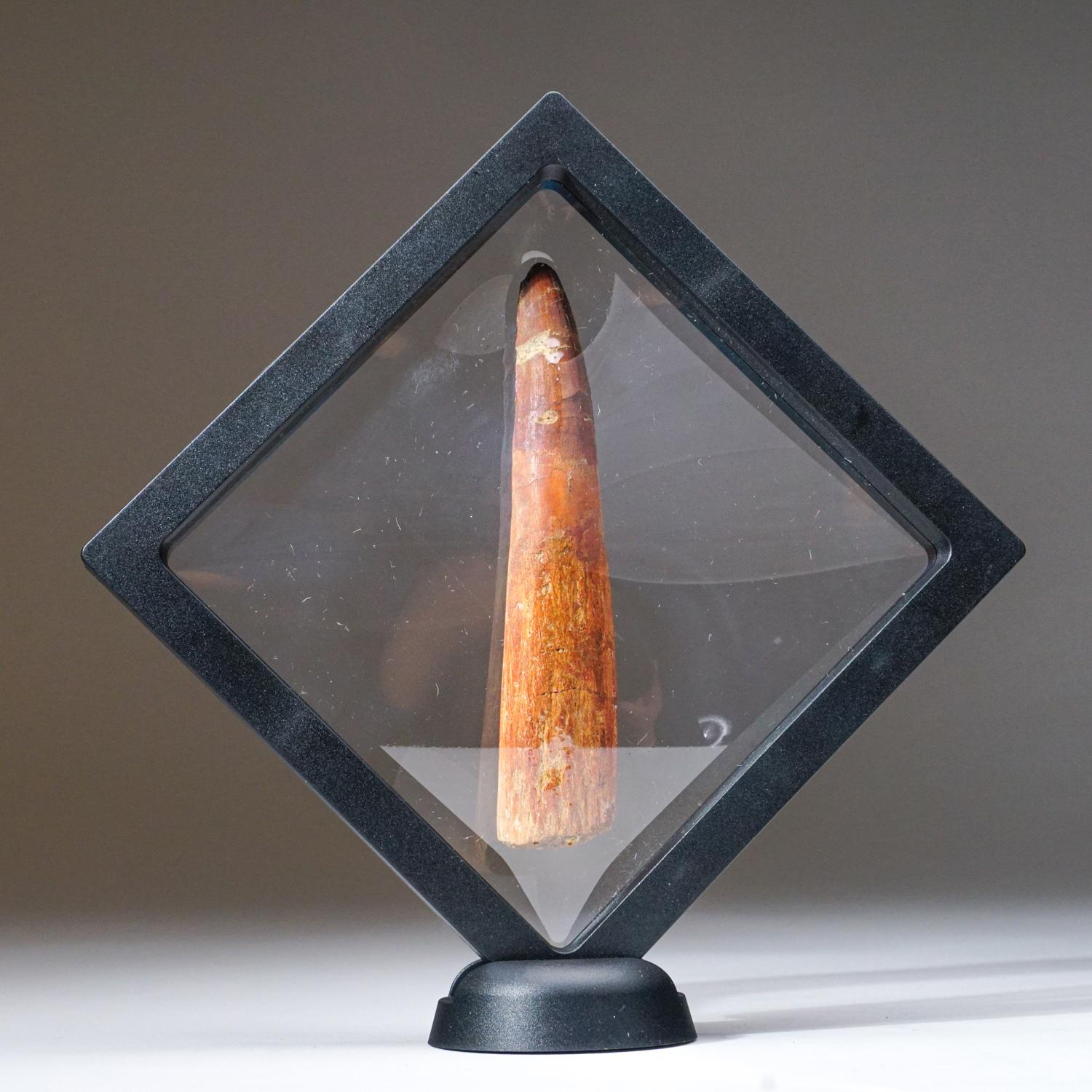 Genuine Spinosaurus Dinosaur Tooth in Display Box (53 grams) For Sale ...