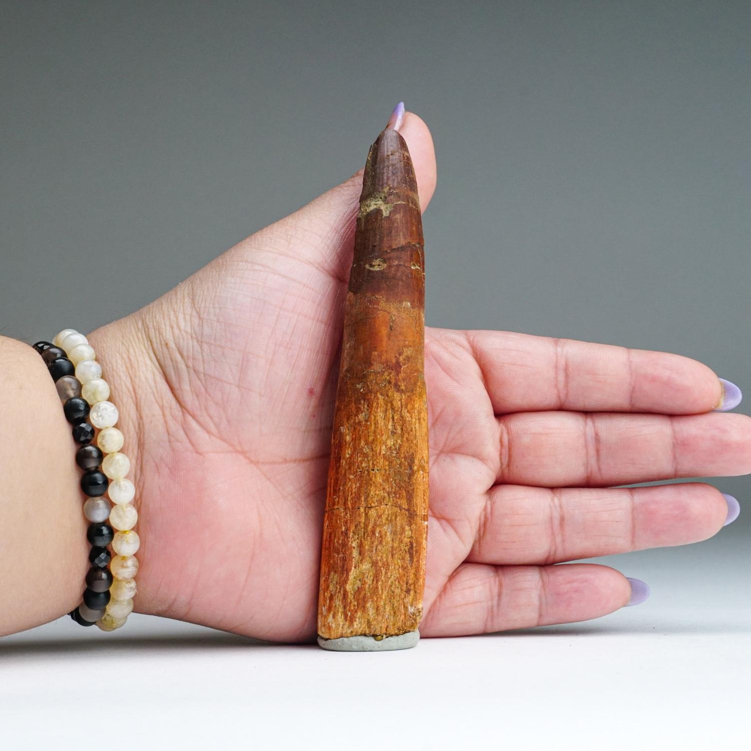 Genuine Spinosaurus Dinosaur Tooth in Display Box (53 grams) For Sale ...