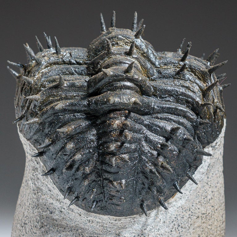Genuine Spiny Drotops Trilobite Fossil from Morocco For Sale at 1stDibs