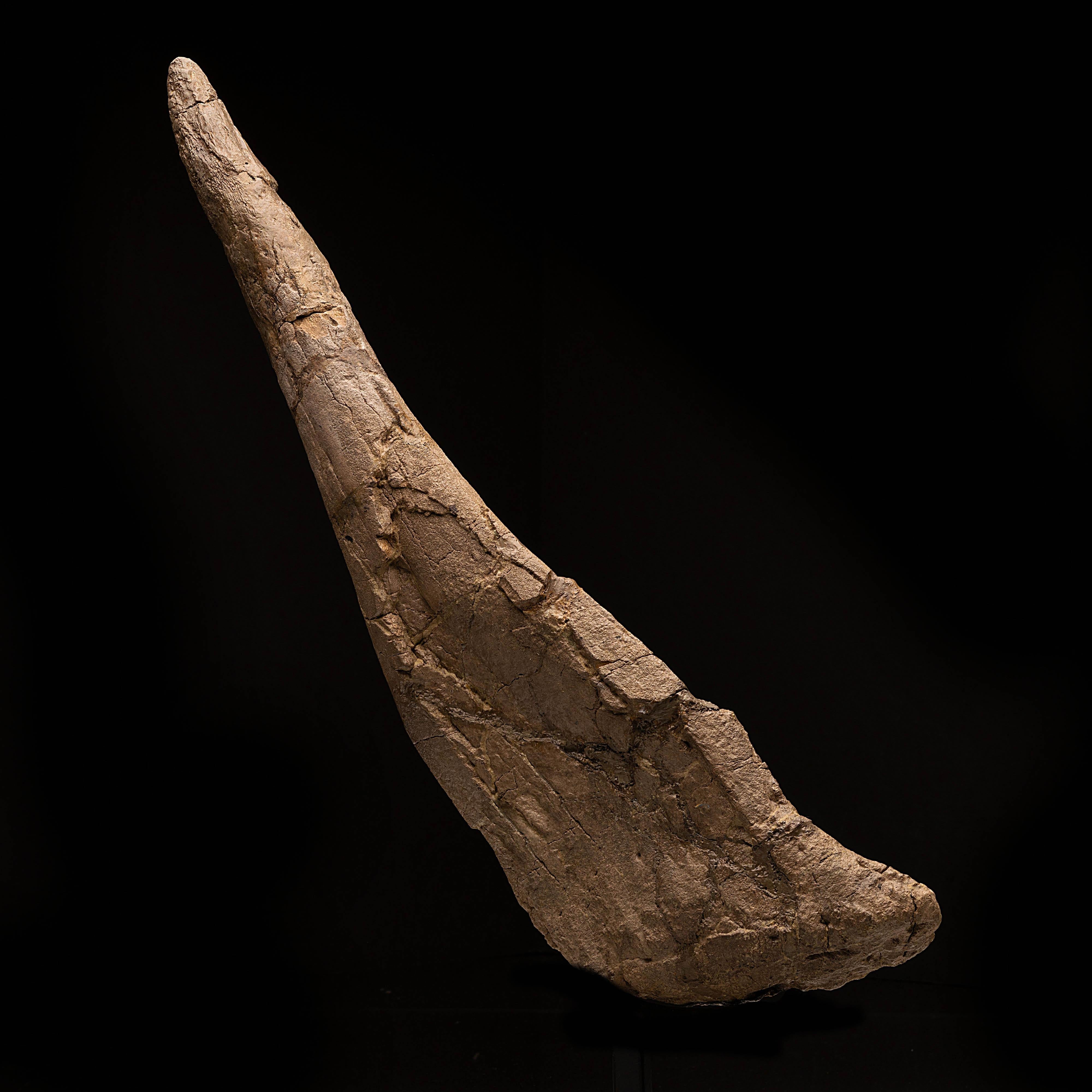 Genuine Stegosaurus Dinosaur Tail Spike // 145+ Million Years Old For ...