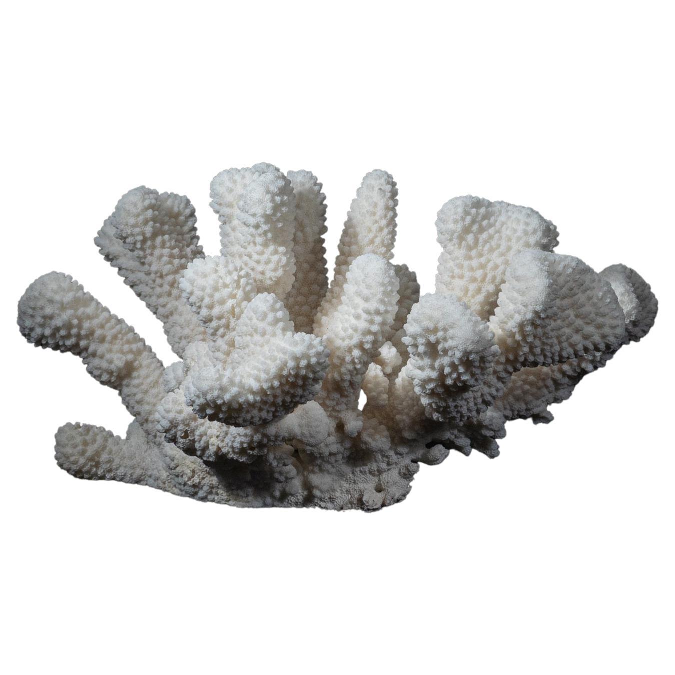 Natural Genuine White Cat's Paw Coral (8.8 lbs) For Sale at 1stDibs