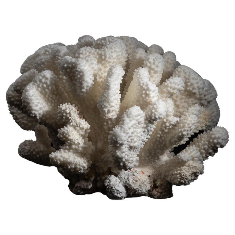 Natural Genuine White Cat's Paw Coral (8.8 lbs) For Sale at 1stDibs