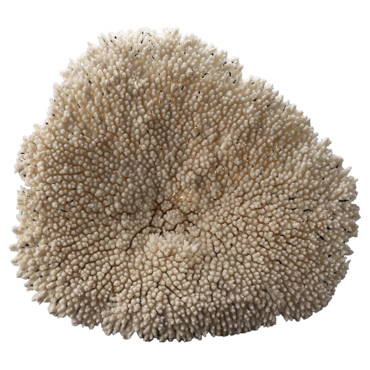 White Pacific Elk Coral at 1stDibs