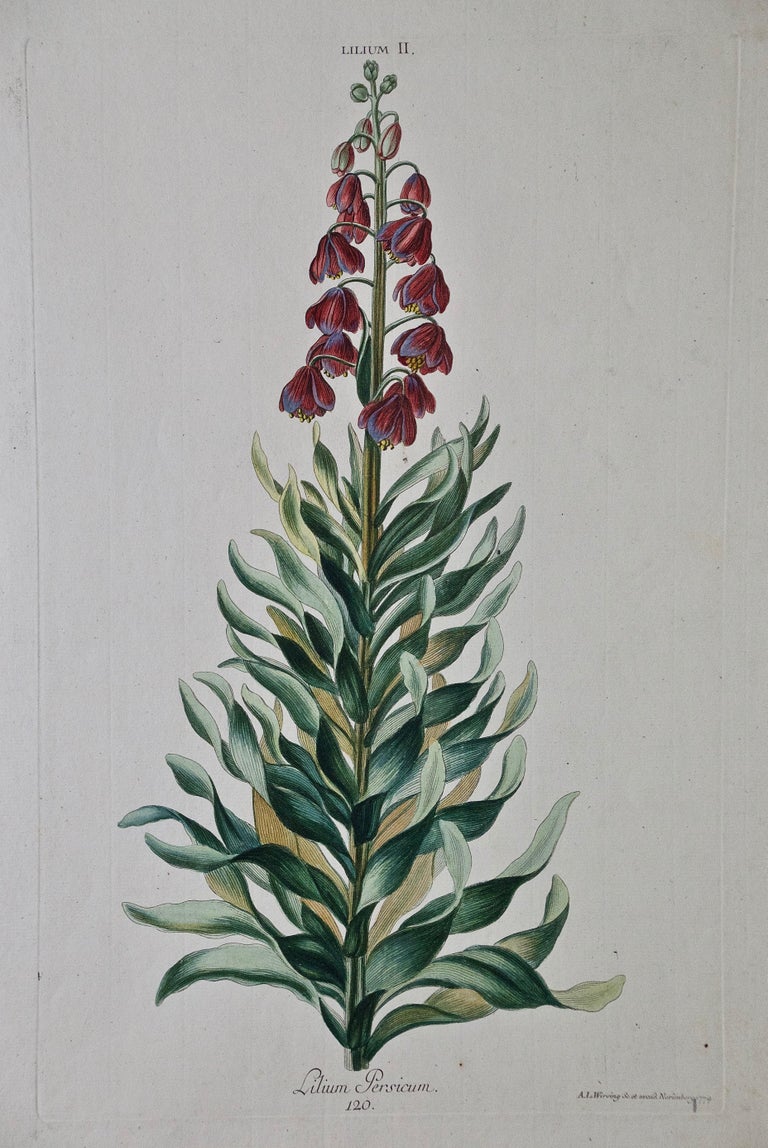 Georg Dionysius Ehret - "Lilium Persicum" Ehret 18th Century Hand ...