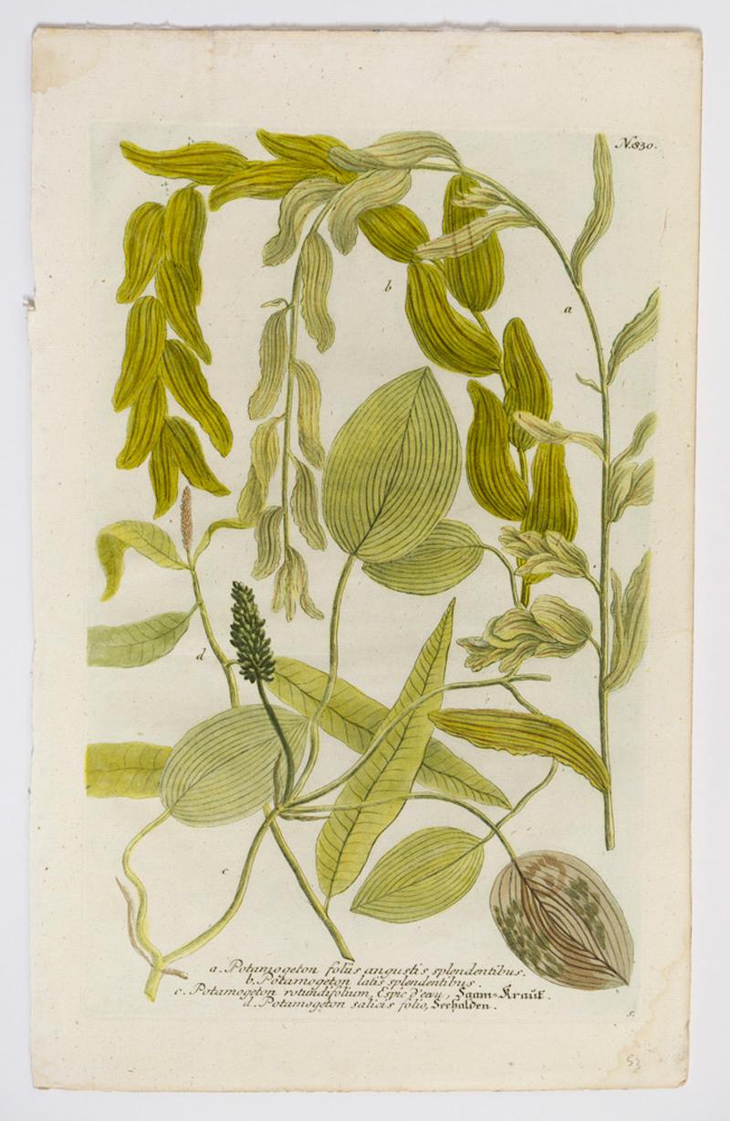 Georg Dionysius Ehret - Vintage Botanical Print from "Phytanthoza ...
