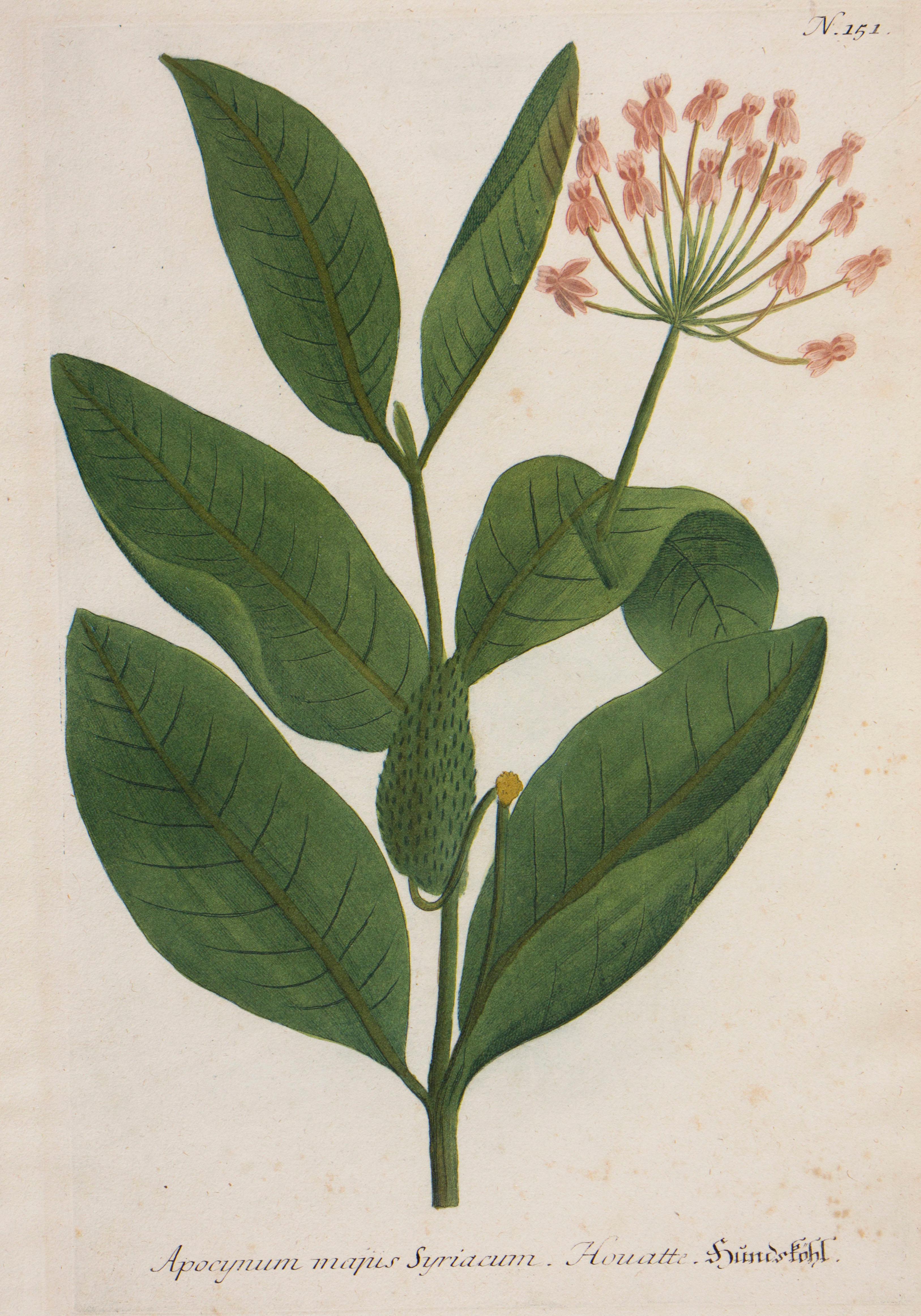 Georg Dionysius Ehret - Vintage Botanical Print from "Phytanthoza ...