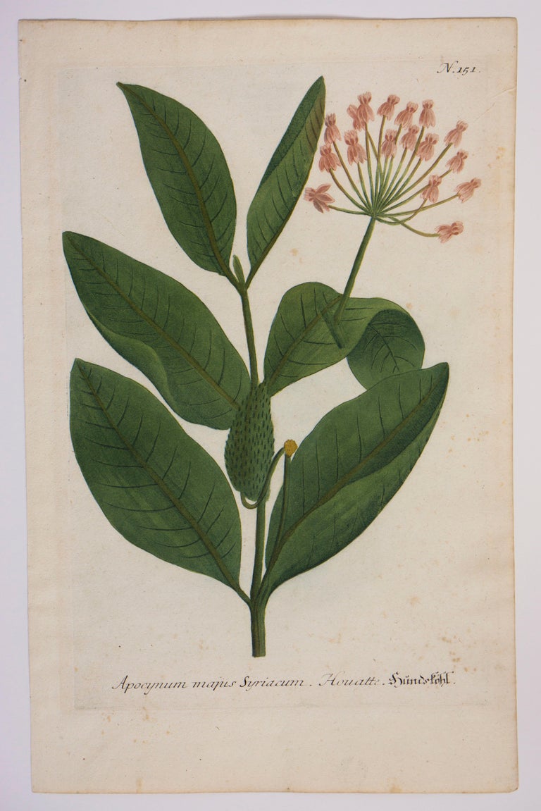 Georg Dionysius Ehret - Vintage Botanical Print from "Phytanthoza ...