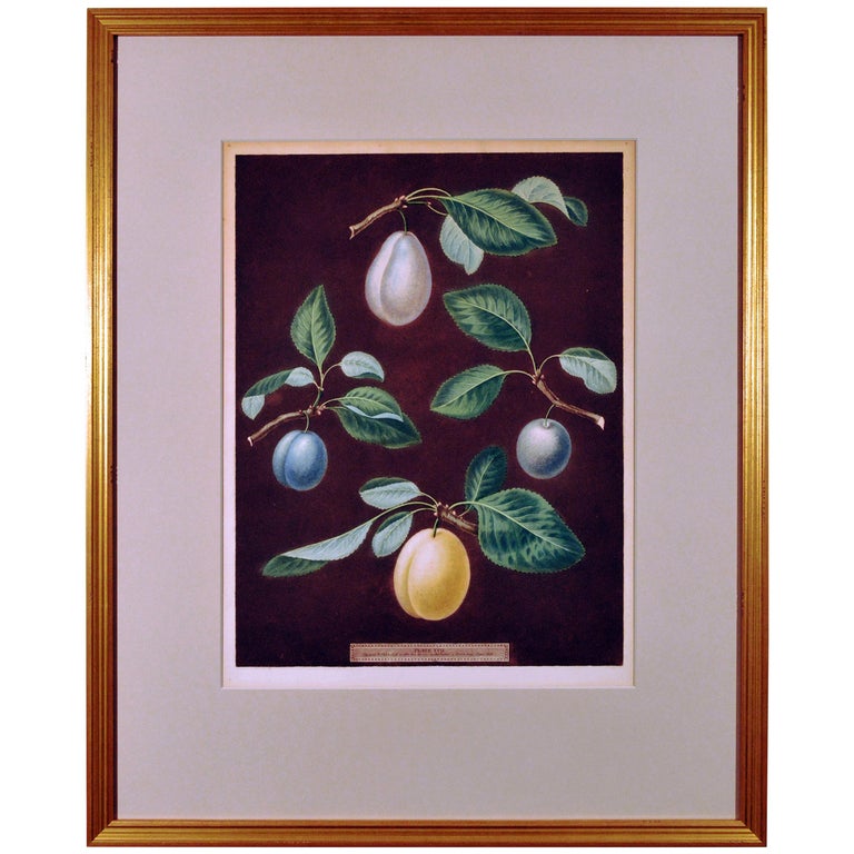 George Brookshaw Antique Print of Four Varieties of Plums, 1806 For ...