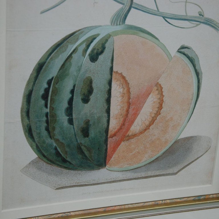 George Brookshaw Botanical Aquatint For Sale at 1stDibs