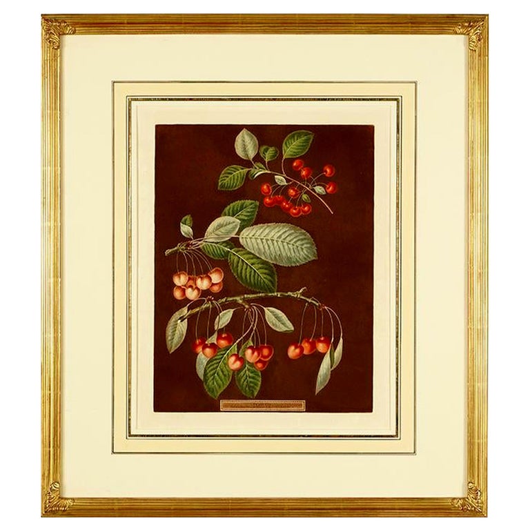 George Brookshaw Engravings of Cherries, Plate VIII, Dated 1807 For ...