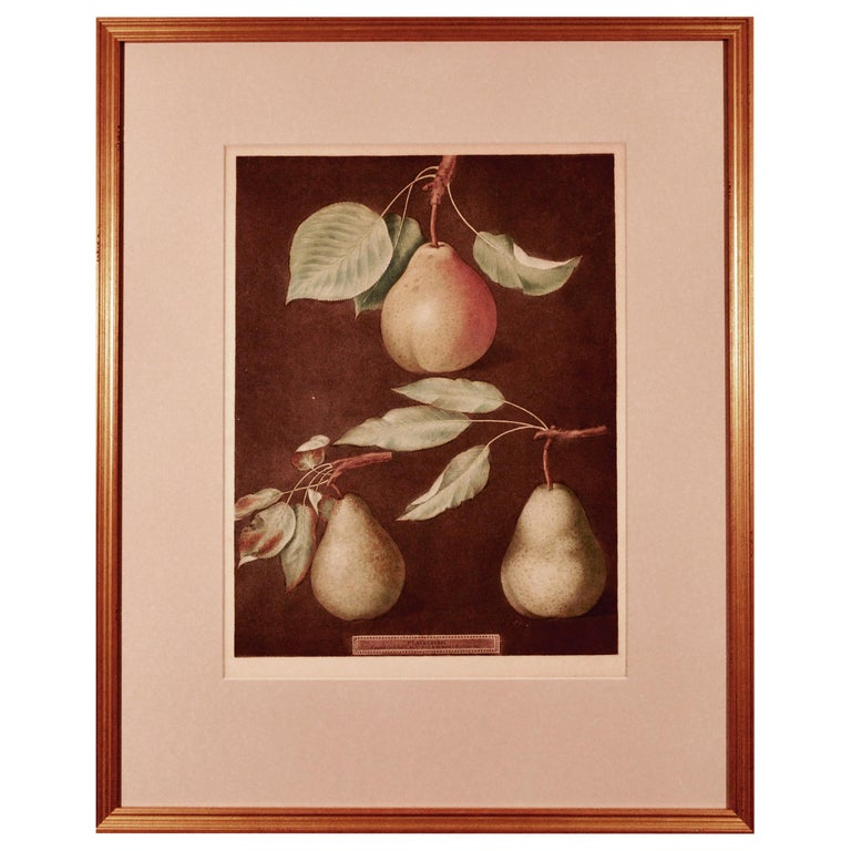George Brookshaw Print of Pears from Pomona Britannica, Dated 1807 For ...