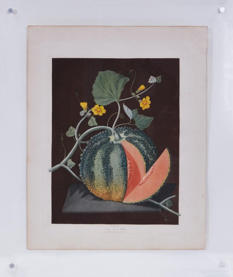 George Brookshaw - BROOKSHAW. A Pair of Melons: White Seed'd Rock and ...