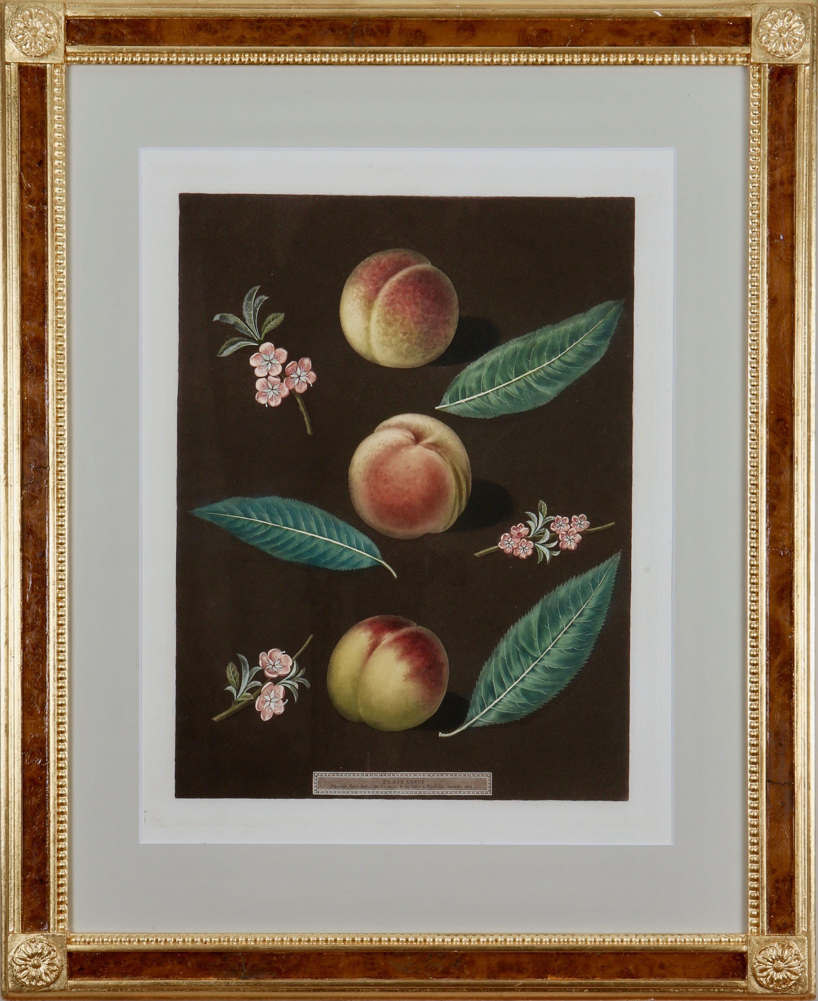 George Brookshaw - Peaches XXXIV For Sale at 1stDibs