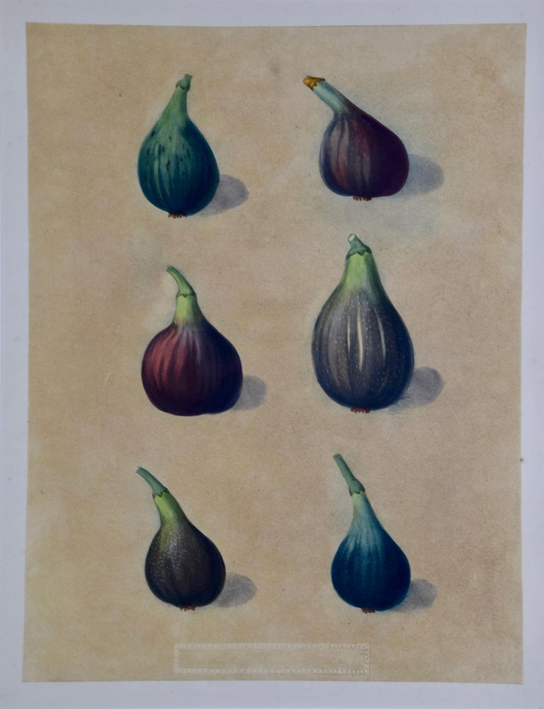 George Brookshaw - George Brookshaw's Matted Figs Aquatint from "Pomona ...