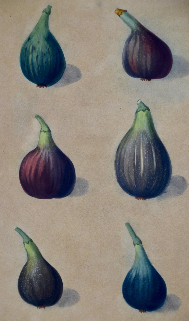 George Brookshaw - George Brookshaw's Matted Figs Aquatint from "Pomona ...