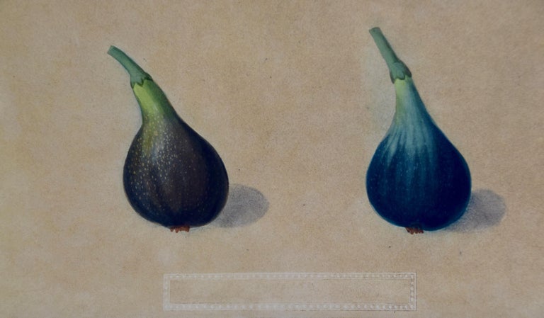 George Brookshaw - George Brookshaw's Matted Figs Aquatint from "Pomona ...