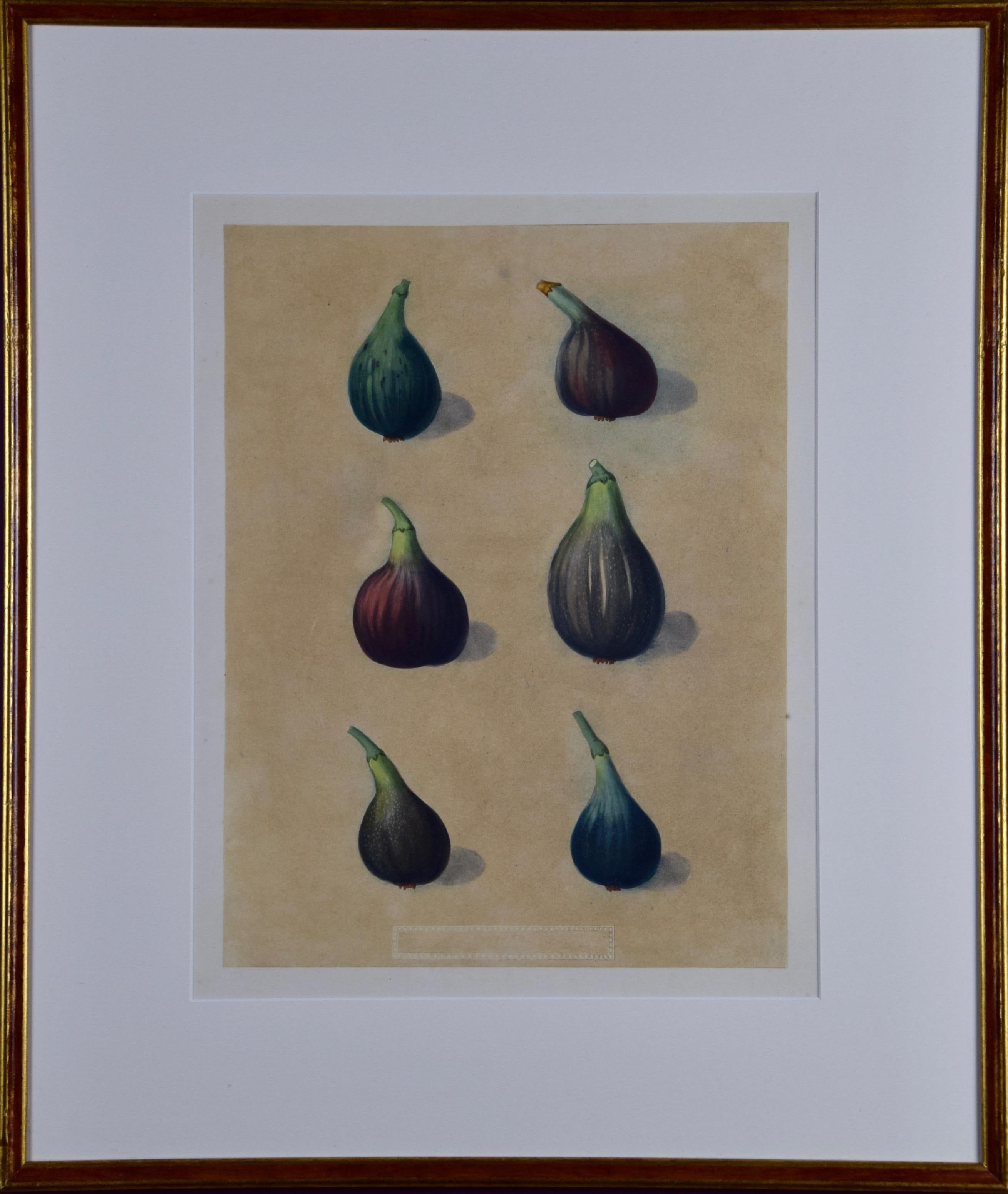 George Brookshaw - Cherries. Plate IX. For Sale at 1stDibs