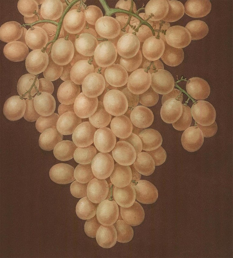 George Brookshaw - Muscat of ALexandria Grapes by George Brookshaw For ...