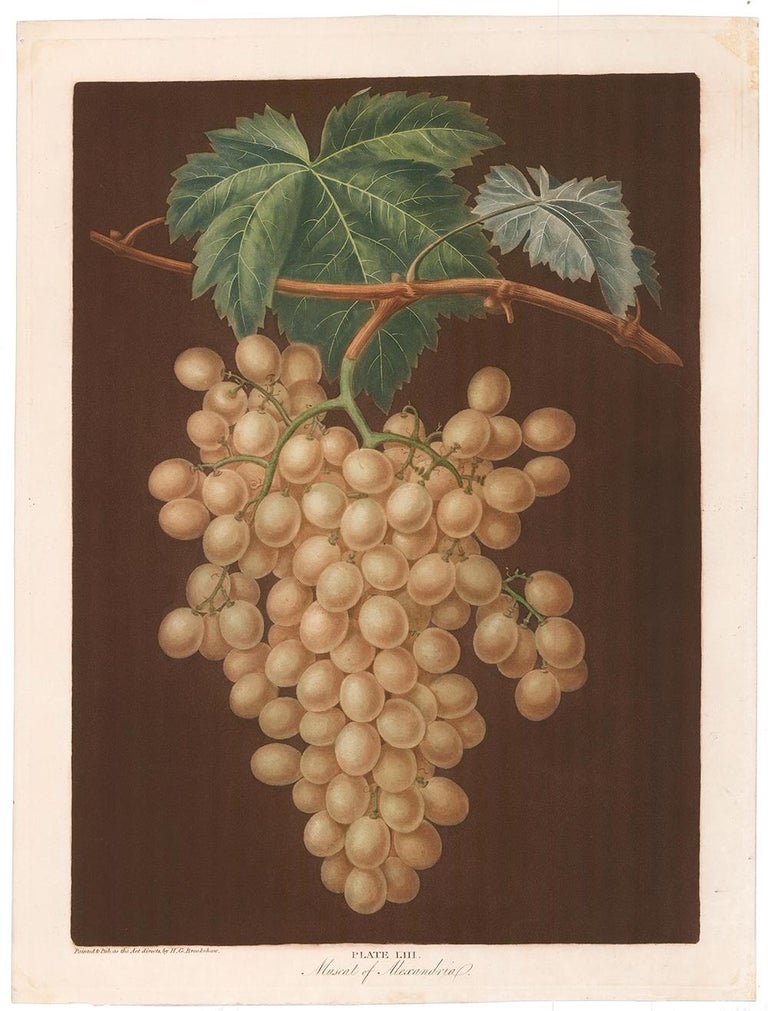 George Brookshaw - Muscat of ALexandria Grapes by George Brookshaw For ...