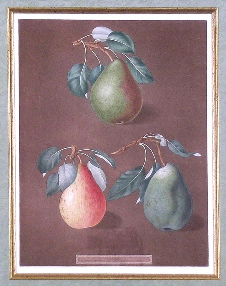 George Brookshaw - Pears LXXXII For Sale at 1stDibs