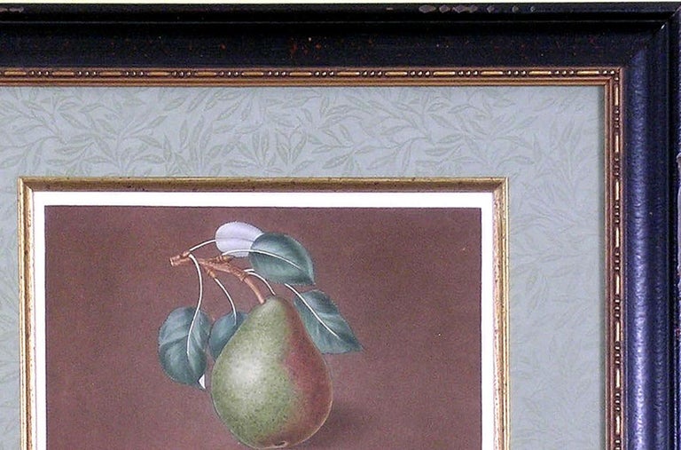 George Brookshaw - Pears LXXXII For Sale at 1stDibs
