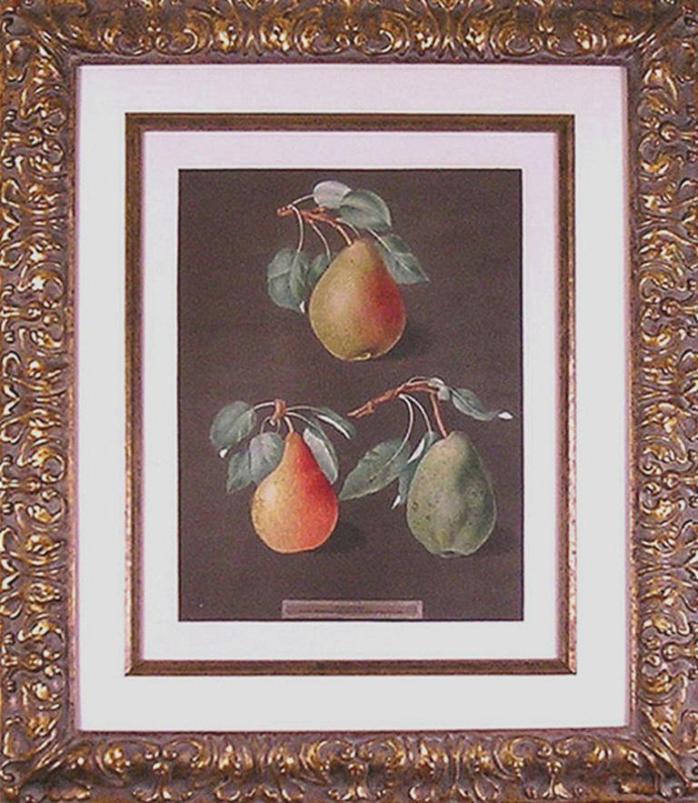 George Brookshaw - Pears LXXXII For Sale at 1stDibs