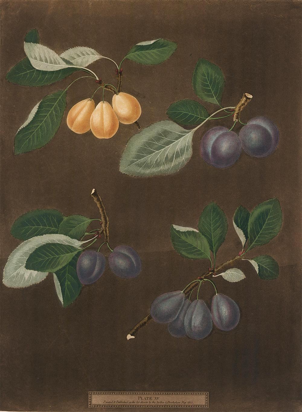 George Brookshaw - Cherries. Plate IX. For Sale at 1stDibs