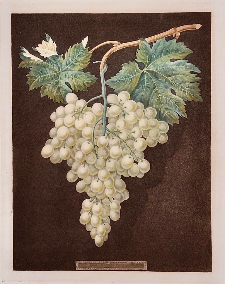 George Brookshaw - White Hamburgh Grape: A Framed 19th C. Color ...