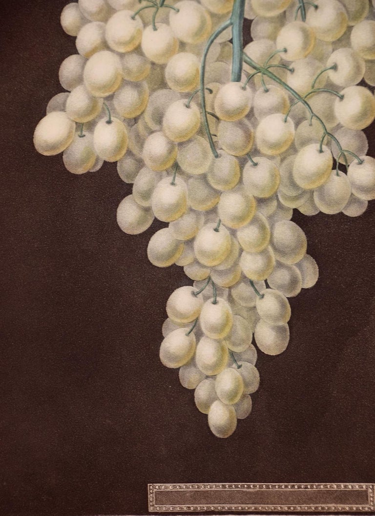 George Brookshaw - White Hamburgh Grape: A Framed 19th C. Color ...