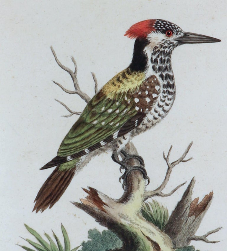 George Edwards Engravings of a Woodpecker For Sale at 1stDibs