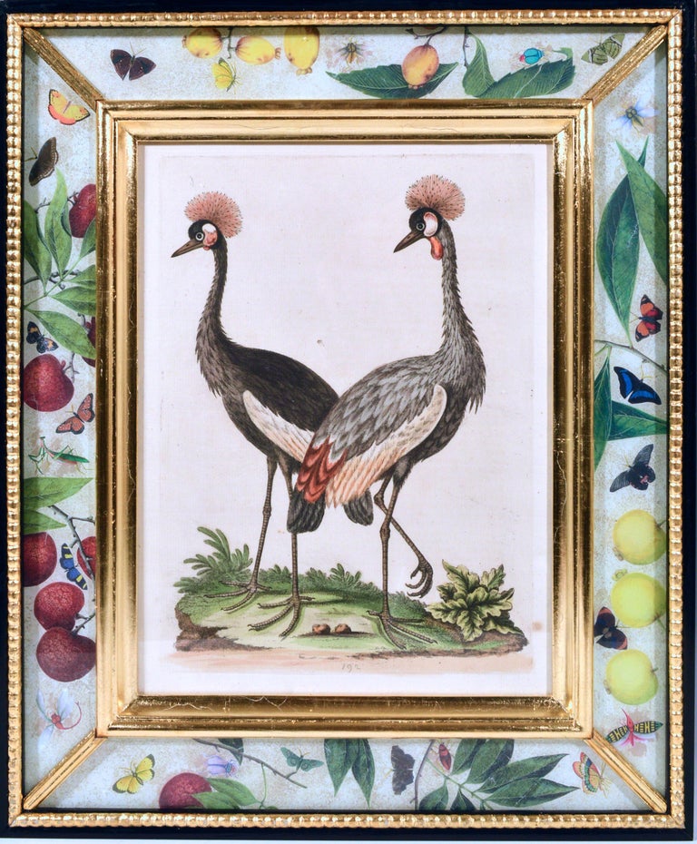 George Edwards Engravings of Birds, Set of Twelve, circa 1740-1760 at ...