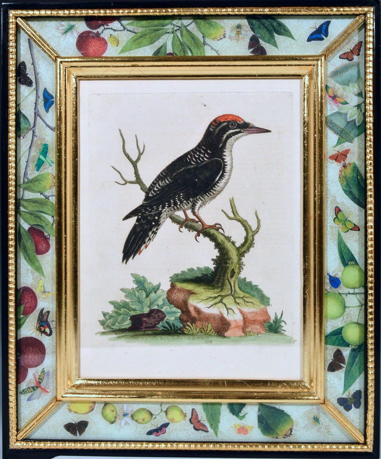 George Edwards Engravings of Birds, Set of Twelve, circa 1740-1760 at ...