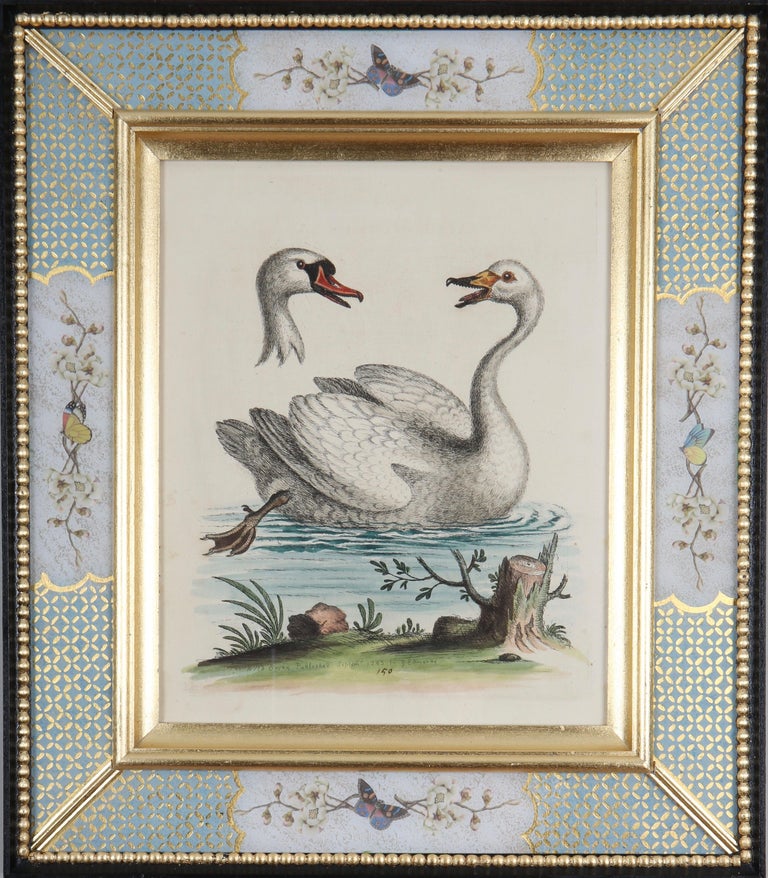 George Edwards - George Edwards: 18th Century Engravings of Ducks And ...