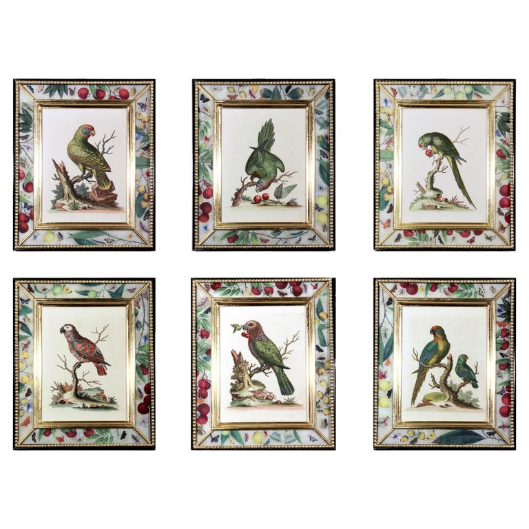 George Edwards Prints of Parrots with Decoupage Frames For Sale at 1stDibs