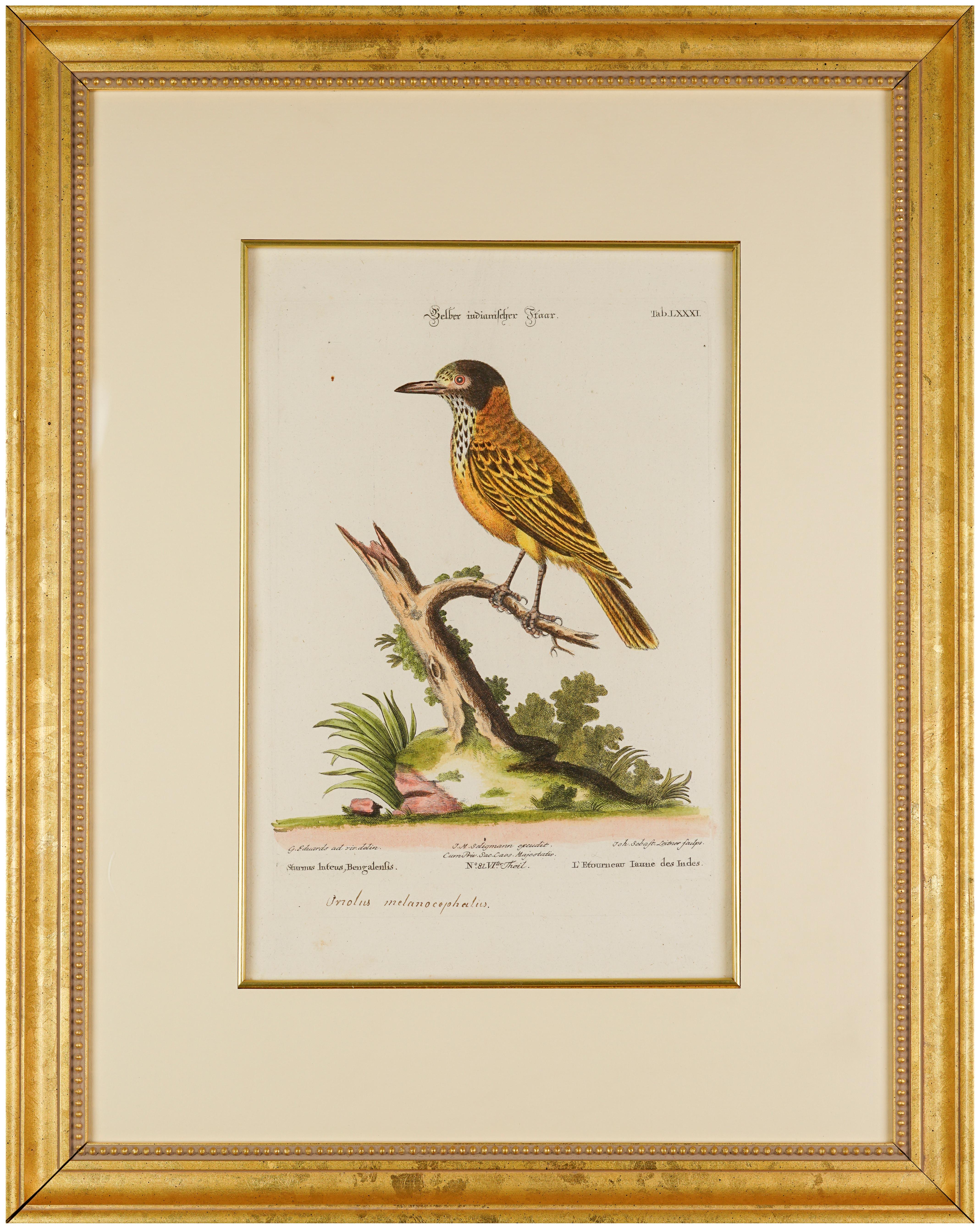George Edwards - Vintage Print, Grasshopper, Fish, "A Natural History ...
