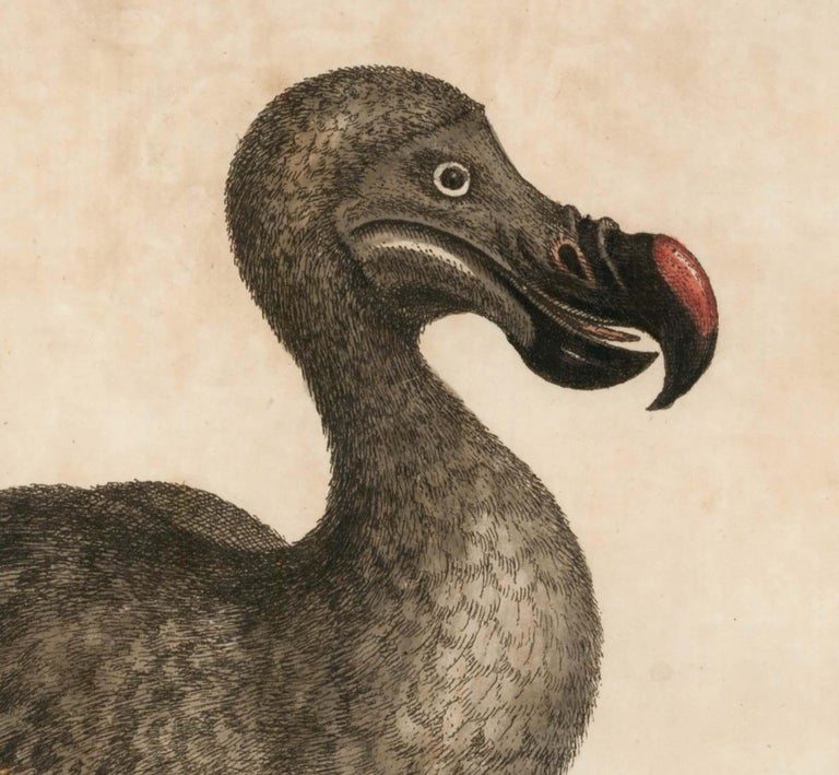 George Edwards - Hand-Colored Dodo Bird Engraving For Sale at 1stDibs