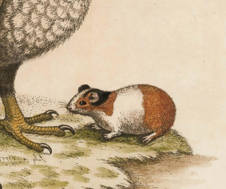 George Edwards - Hand-Colored Dodo Bird Engraving For Sale at 1stDibs